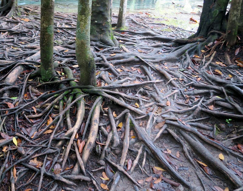 Big Roots from Some Old Trees Near the River Stock Image - Image of ...