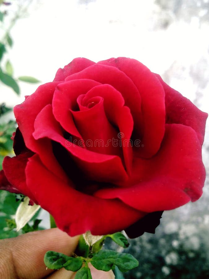 Big rose stock photo. Image of rose, nature, love, hand - 110188896