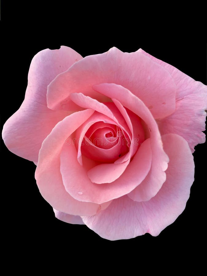 Big Rose in Bloom Closeup Isolated on Black Background Stock Photo ...