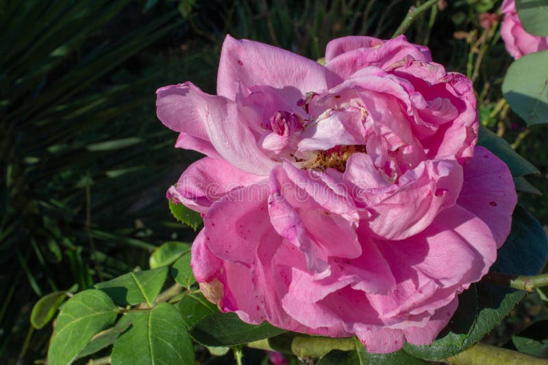 Big Rose Flower with Details of Its Core and Inner Petals Stock Image ...