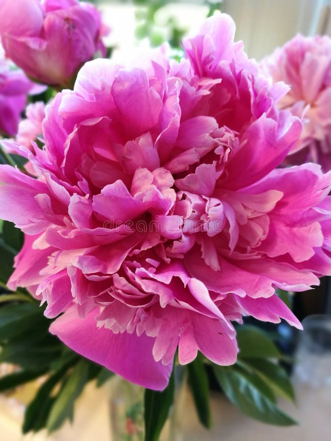 Big Rose Peon Flower Close-up Stock Image - Image of plant, botany ...