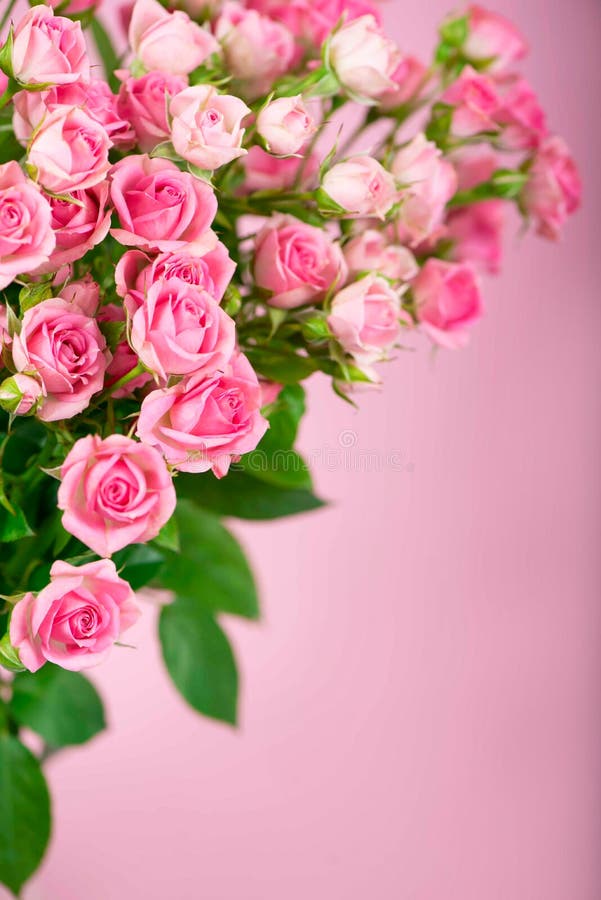 Big Roses Bouquet. Branch of Pink Roses. Isolated Stock Photo - Image ...