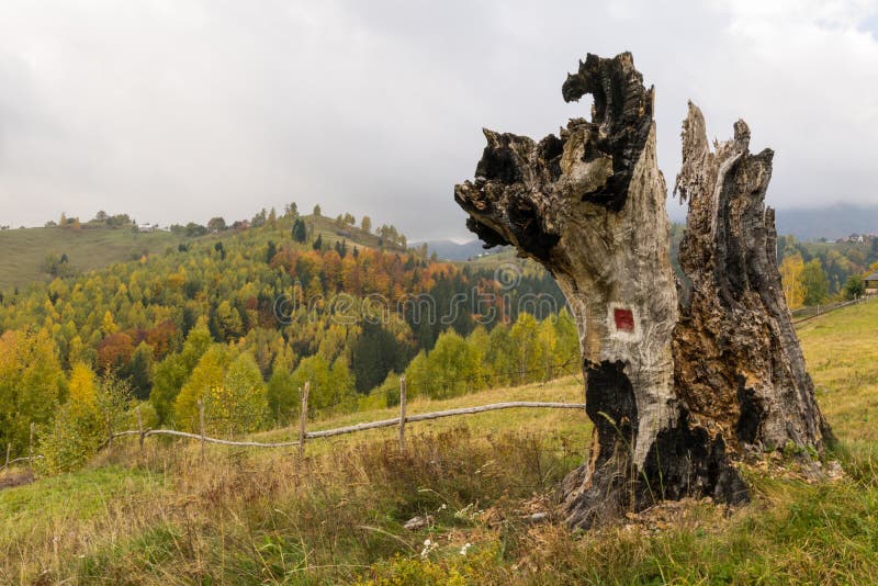 Big Rotten Tree Trunk in the Autumn Landscape Stock Photo - Image of ...