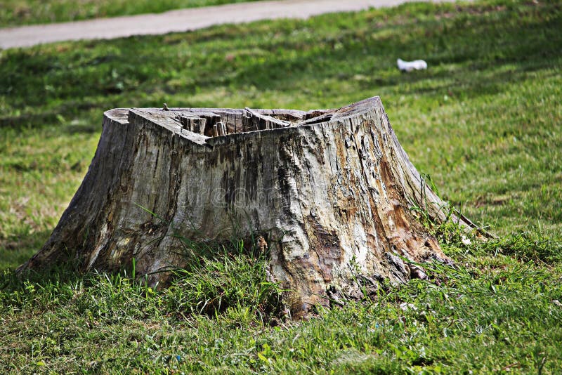 Big rotting stump stock photo. Image of stump, root, springtime - 91474826