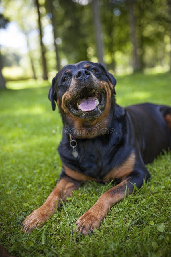 Big Rottweiler in the Park stock image. Image of lying - 209654577
