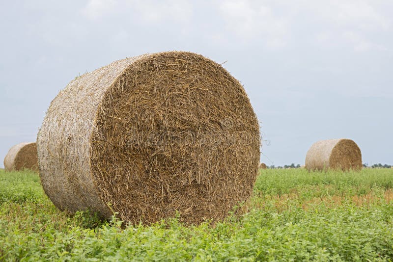 Big Round Bales of Hay in the Green Field after Harvest Stock Photo ...