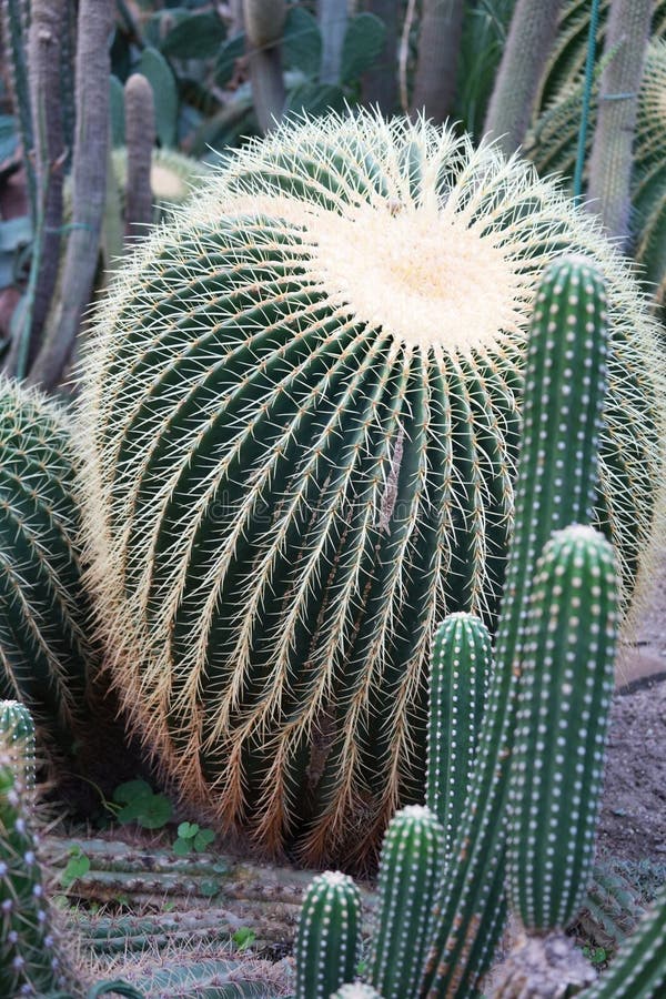Big Round Prickly Cactus Close-up Stock Image - Image of cactus ...
