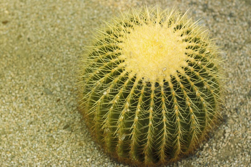 Big Round Cactus Close-up. Top View Stock Image - Image of decoration ...