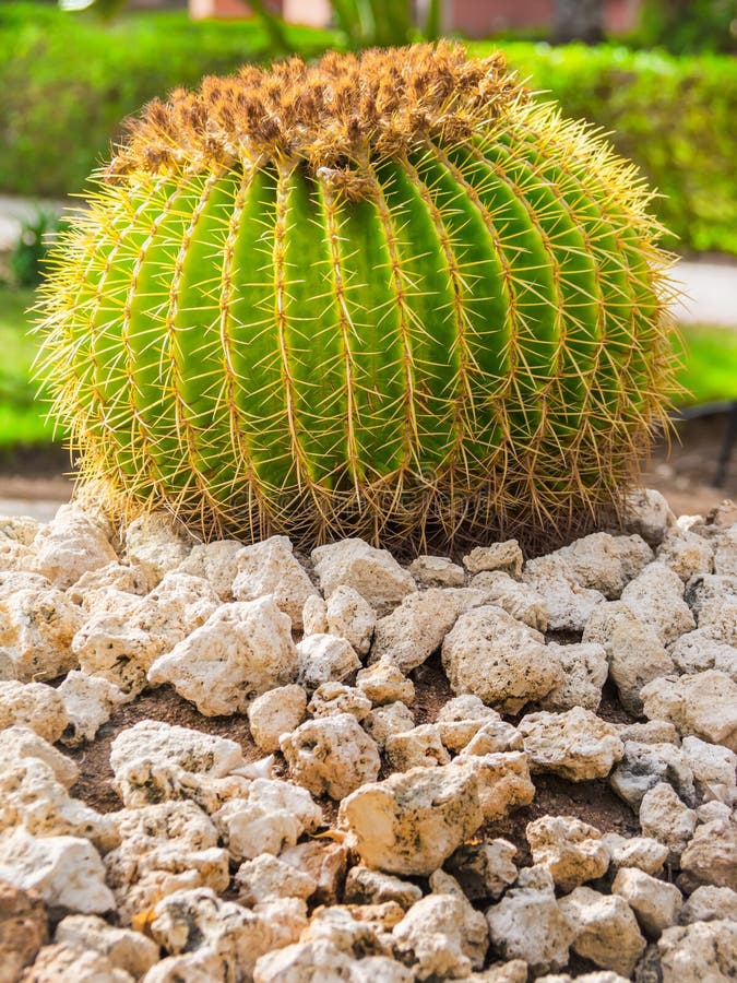 Big round cactus. stock image. Image of beautiful, yellow - 60221779