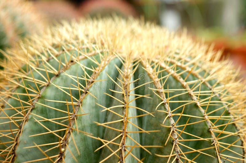 Big Round Cactus with Yellow Thorns Stock Photo - Image of round, thorn ...