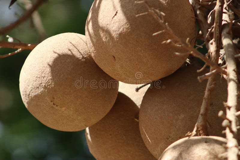 Big Round Cannonball Fruit on the Tree Stock Photo - Image of medicinal ...