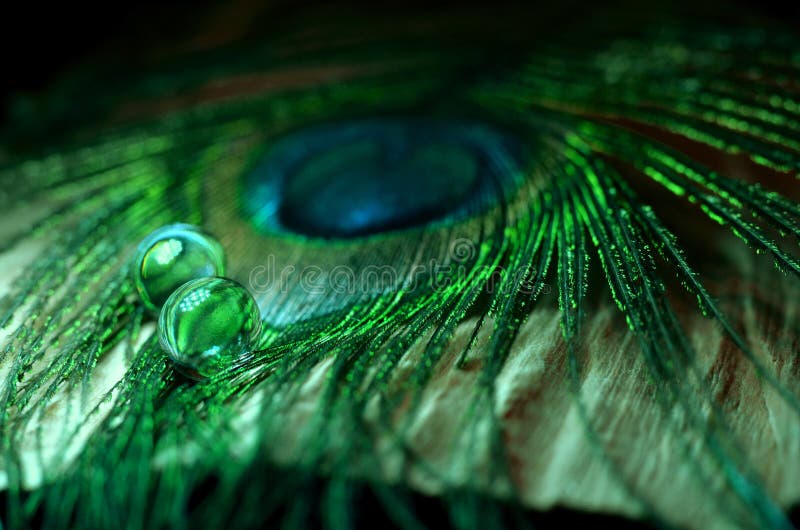 Peacock feather stock photo. Image of feather, macro - 56698998