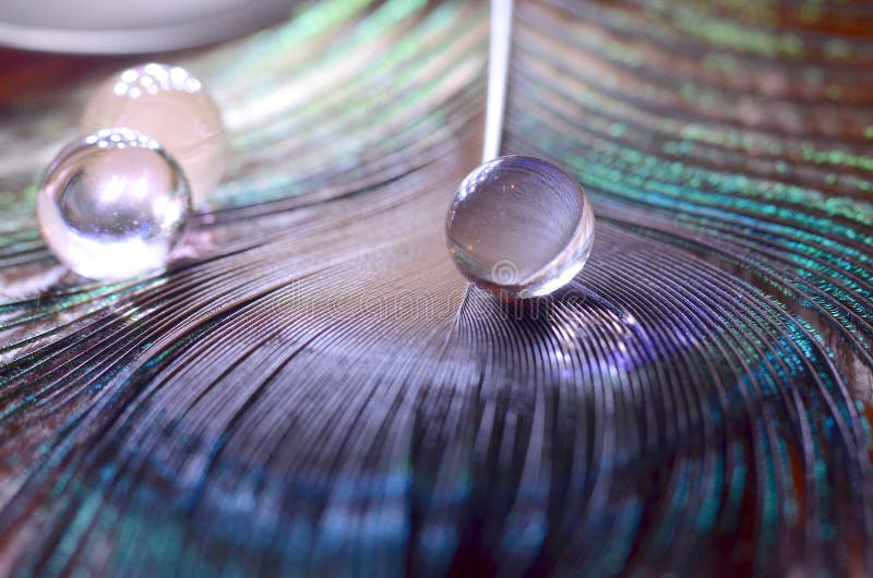 Big round drop on feather stock image. Image of peacock - 68350069