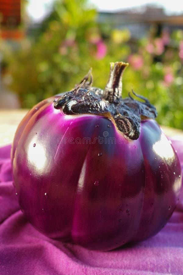 Big Round Eggplant Violet on the Table Stock Image - Image of ripen ...