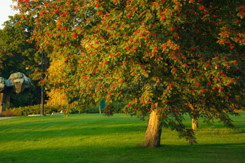 Big Rowan Tree and Ripe Berries Stock Image - Image of grass, ashberry ...