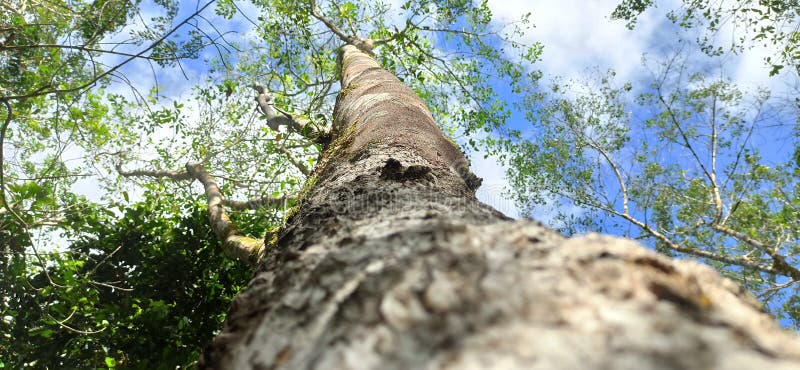 Big Rubber Tree in Borneo Forest Stock Image - Image of borneo, green ...