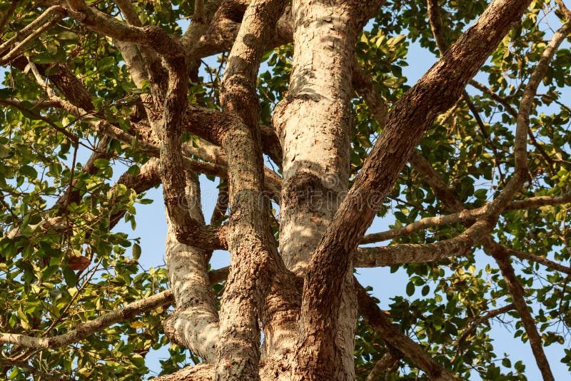 Big Rubber Tree with Green Leaves Stock Image - Image of nature, park ...
