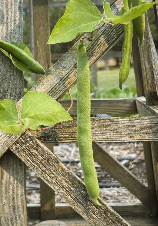 Big Runner Bean stock photo. Image of runner, york, bean - 101404776