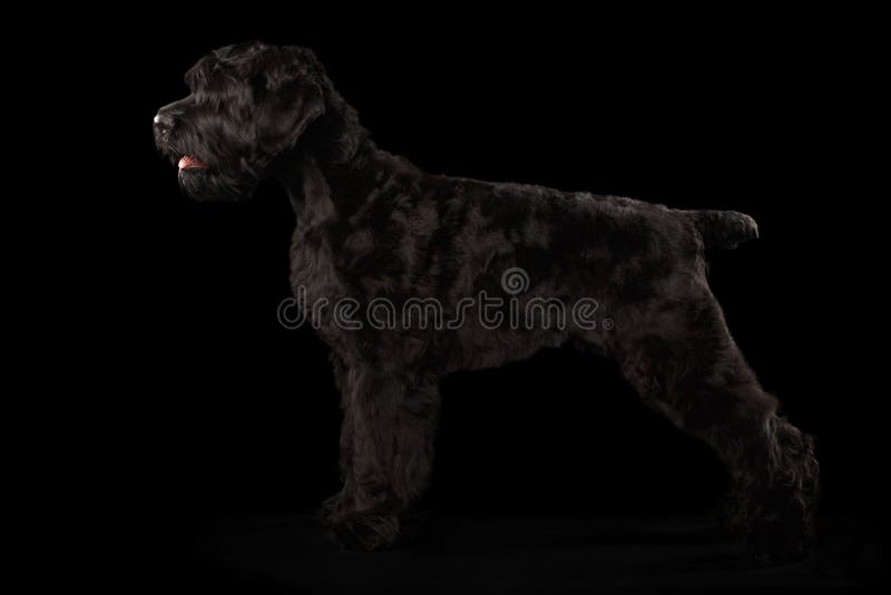 128 Russian Cute Small Hairy Teens Stock Photos - Free & Royalty-Free ...