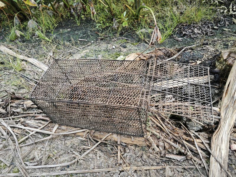 Big Rusty Animal Metal Trap Cage at the Farm. Stock Photo - Image of ...