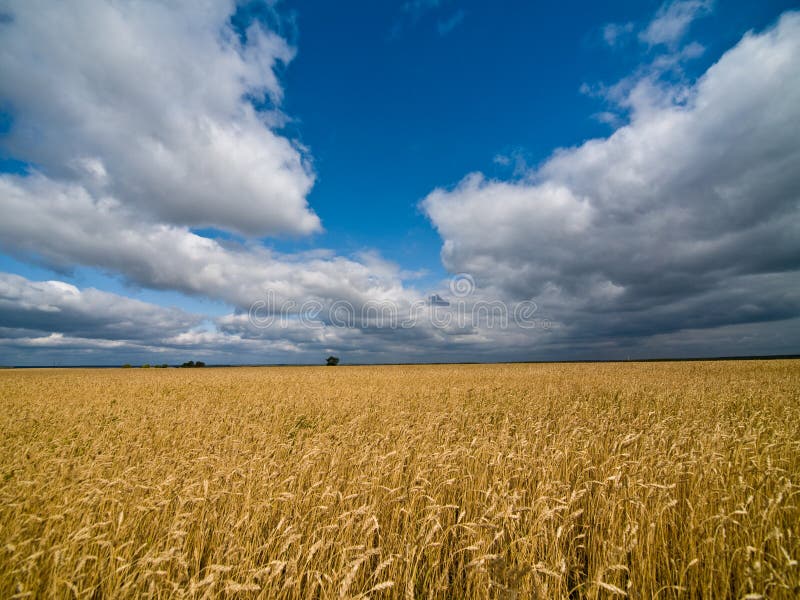 Rye field and dramatic sky stock photo. Image of landscape - 8878538