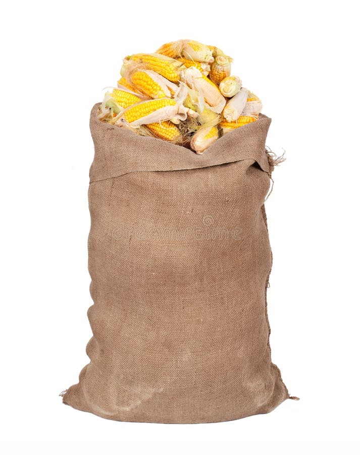 Big sack of corn cobs stock photo. Image of farm, sweetcorn - 27062136