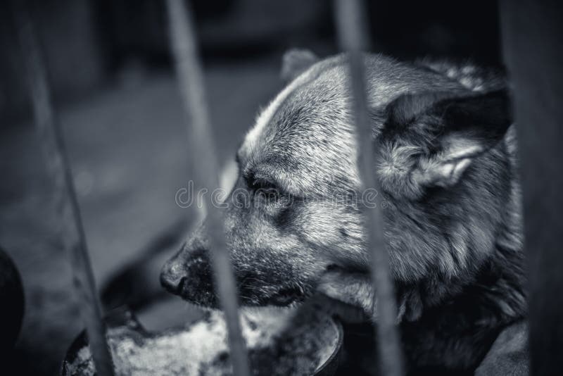 A Big Sad Shepherd in an Old Aviary Stock Photo - Image of monochrome ...
