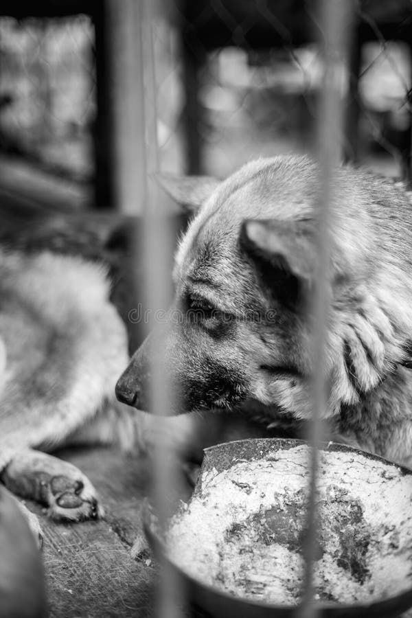A Big Sad Shepherd in an Old Aviary Stock Image - Image of shepherd ...