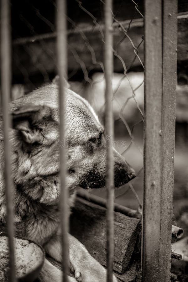 A Big Sad Shepherd in an Old Aviary Stock Photo - Image of concept ...