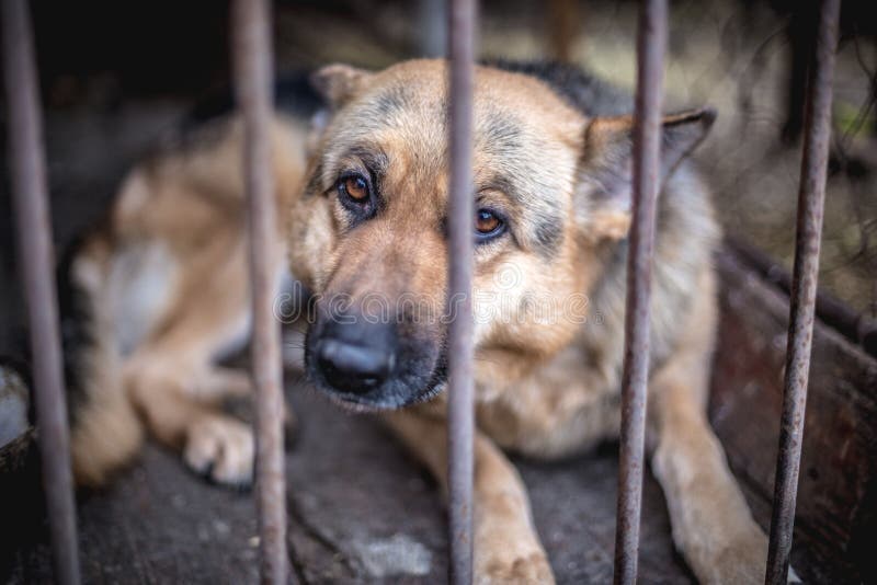A Big Sad Shepherd in an Old Aviary. Toned, Style Photo. Stock Photo ...