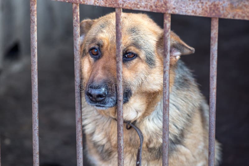 A Big Sad Shepherd in an Old Aviary. Toned, Style Photo Stock Photo ...