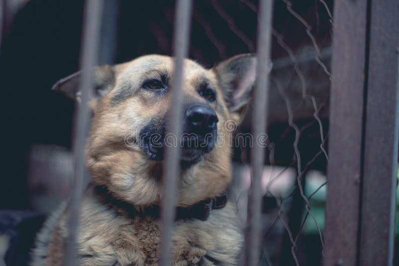 A Big Sad Shepherd in an Old Aviary. Toned, Style Photo. Stock Photo ...