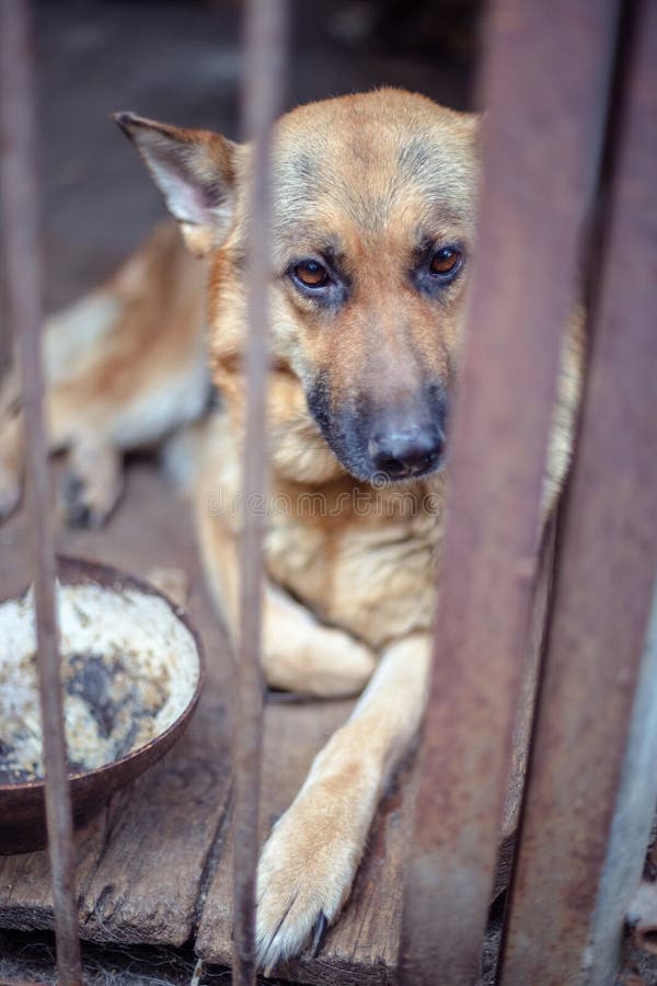 A Big Sad Shepherd in an Old Aviary. Toned, Style Photo. Stock Image ...