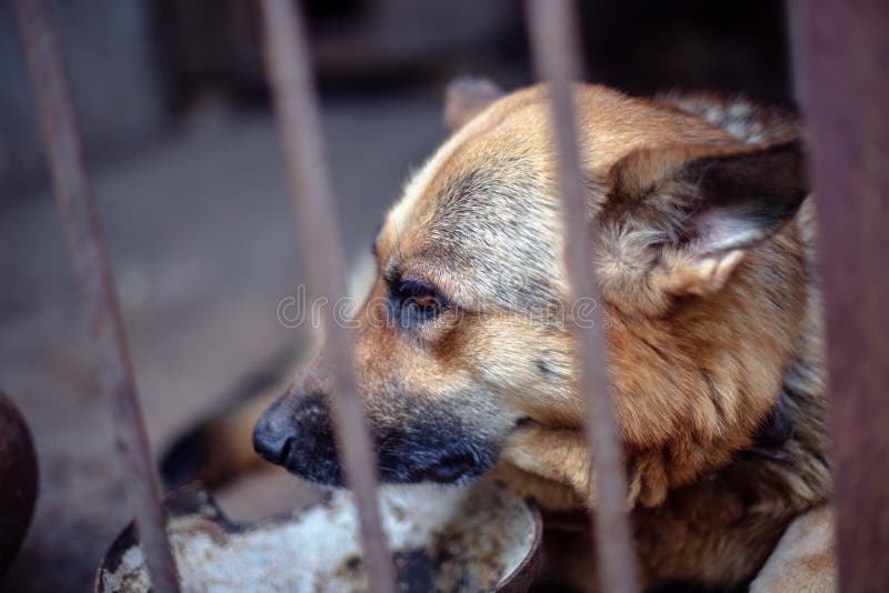 A Big Sad Shepherd in an Old Aviary. Toned, Style Photo. Stock Photo ...