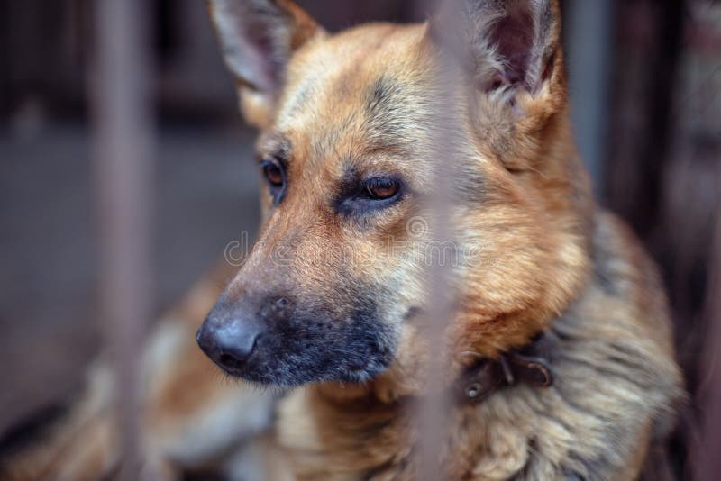 A Big Sad Shepherd in an Old Aviary. Toned, Style Photo Stock Image ...