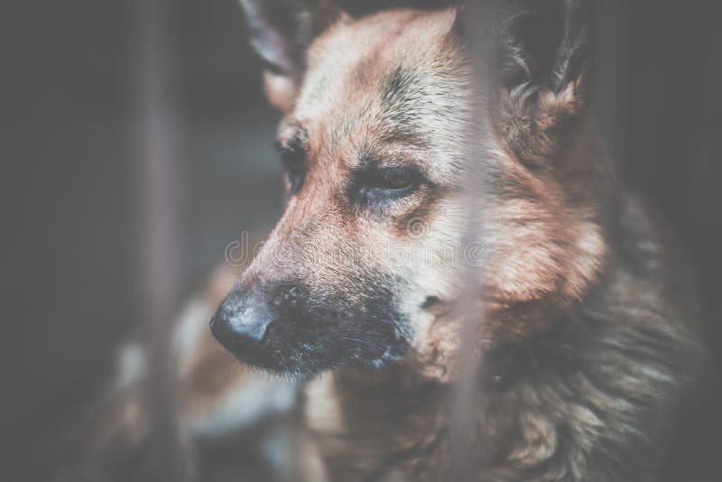 A Big Sad Shepherd in an Old Aviary. Toned, Style Photo Stock Image ...