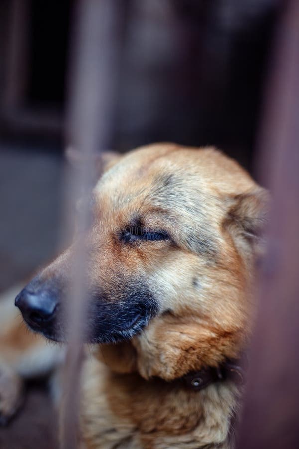 A Big Sad Shepherd in an Old Aviary. Toned, Style Photo Stock Image ...