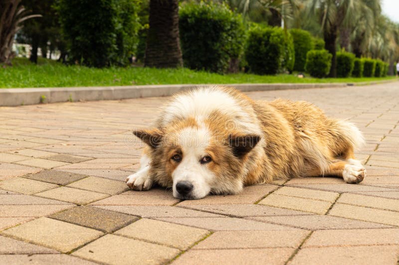 A Big Sad Stray Dog is Lying on the Street Stock Image - Image of ...