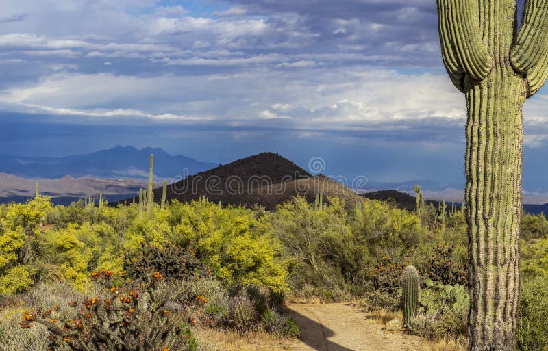 Big Saguaro Cactus in Foreground with Mountains in Background Stock ...