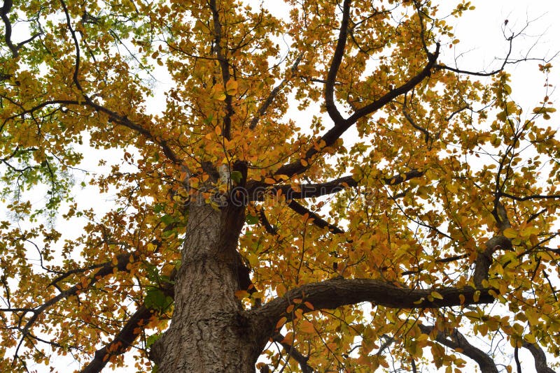 Big Sal Tree with New Born Leaves Stock Image - Image of beauty ...