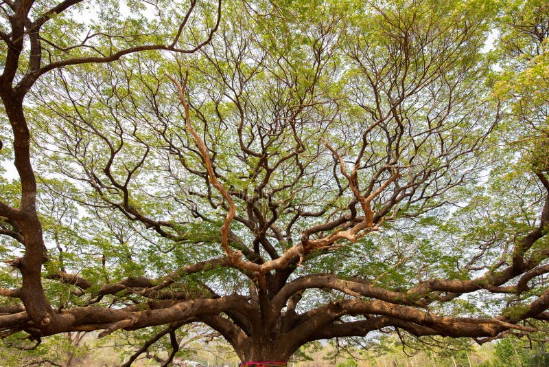 Big Samanea Saman Tree with Branch Stock Photo - Image of canopy ...
