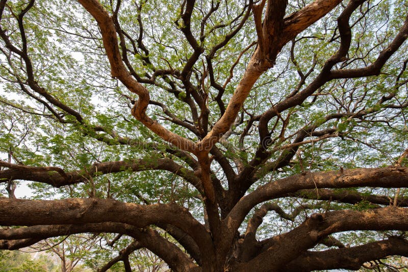 Big Samanea Saman Tree with Branch Stock Photo - Image of evergreen ...