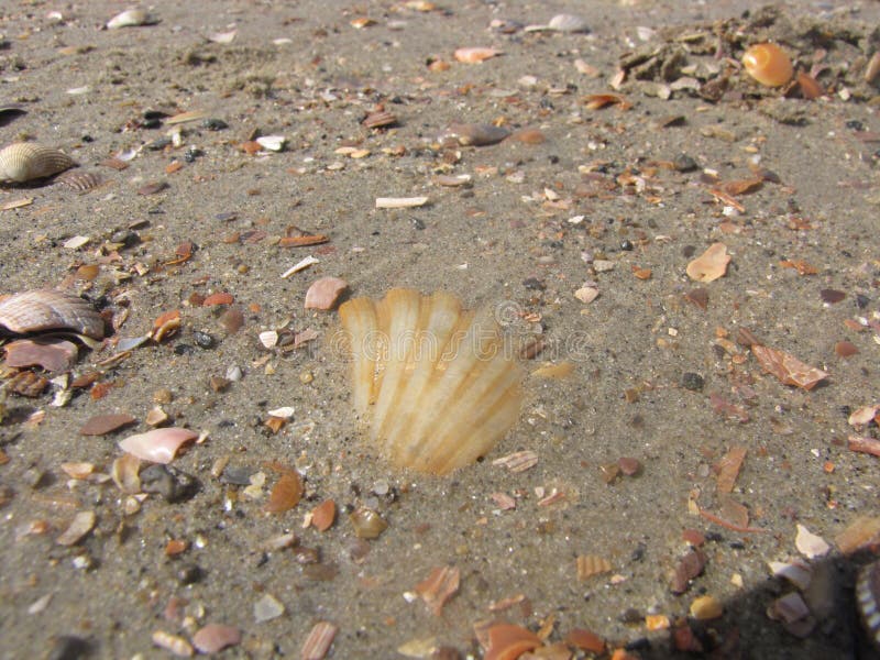 A Big Scallop in the Sand at the Beach Closeup Stock Image - Image of ...