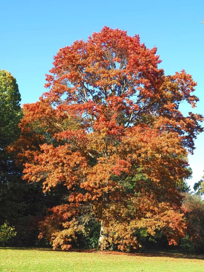 Colors of Autumn Fall: Red Scarlet Oak Tree Querus Coccinea Stock Image ...