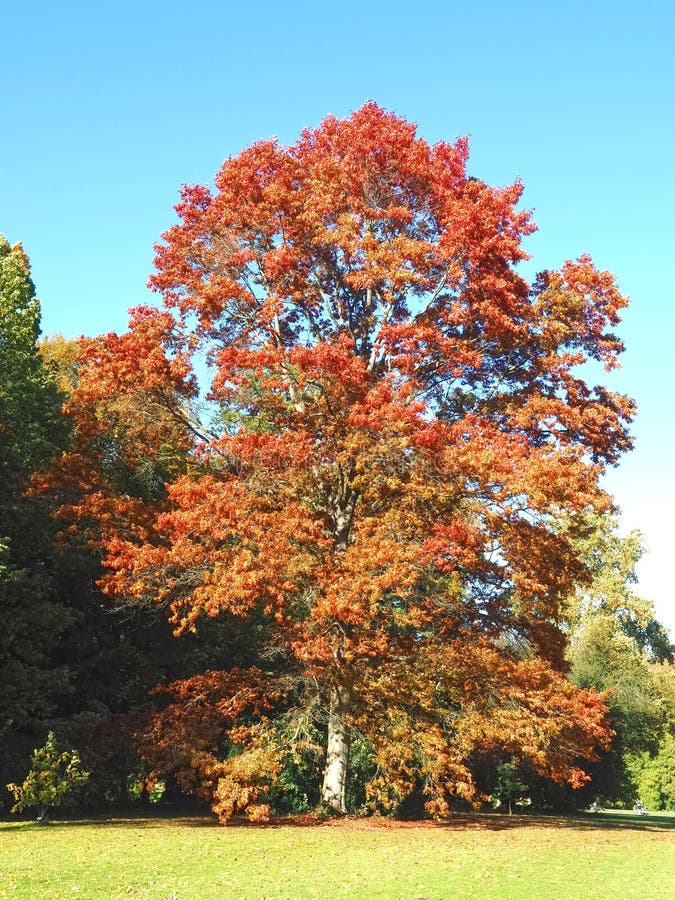 Colors of Autumn Fall: Red Scarlet Oak Tree Querus Coccinea Stock Image ...