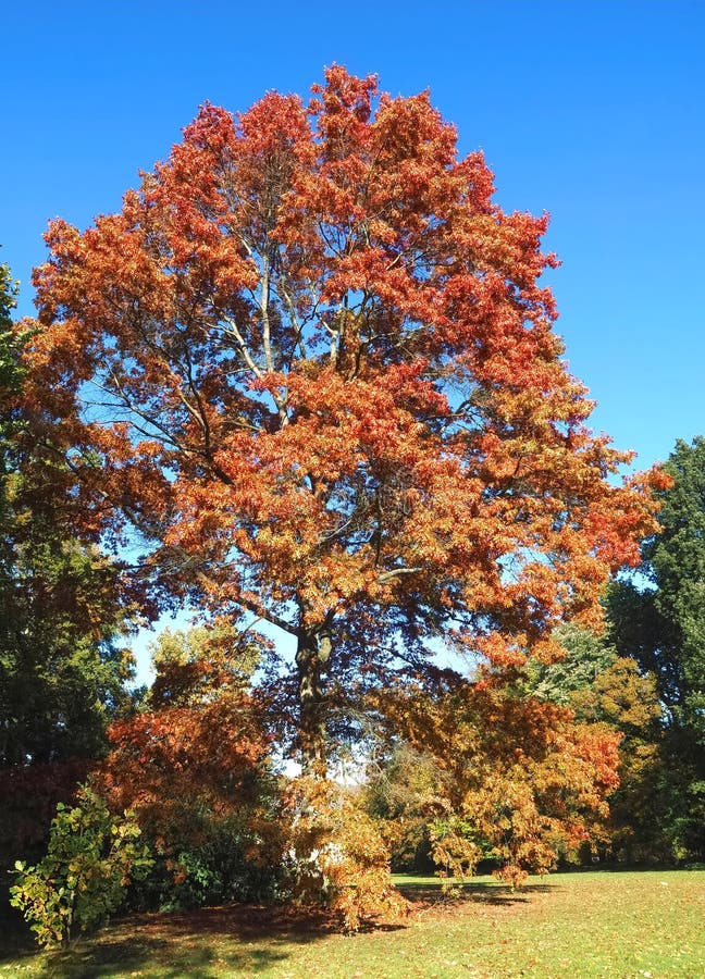 Colors of Autumn Fall: Red Scarlet Oak Tree Querus Coccinea Stock Image ...