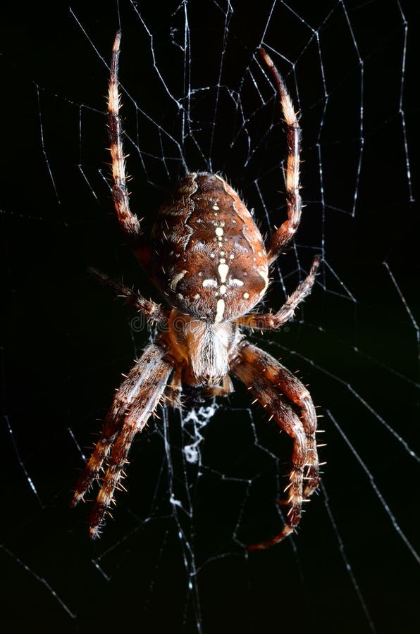 Big scary spider Araneus stock photo. Image of detail - 140784424
