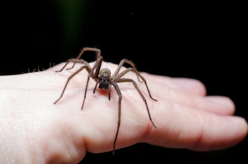 Big scary spider on hand stock image. Image of chelicerae - 141794587