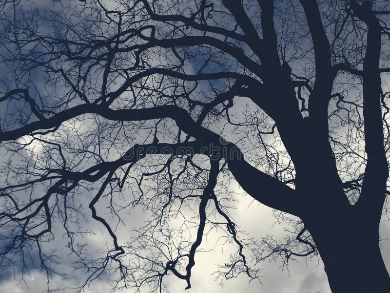 Scary Tree that Looks Like Scarecrow Stock Image - Image of scary ...