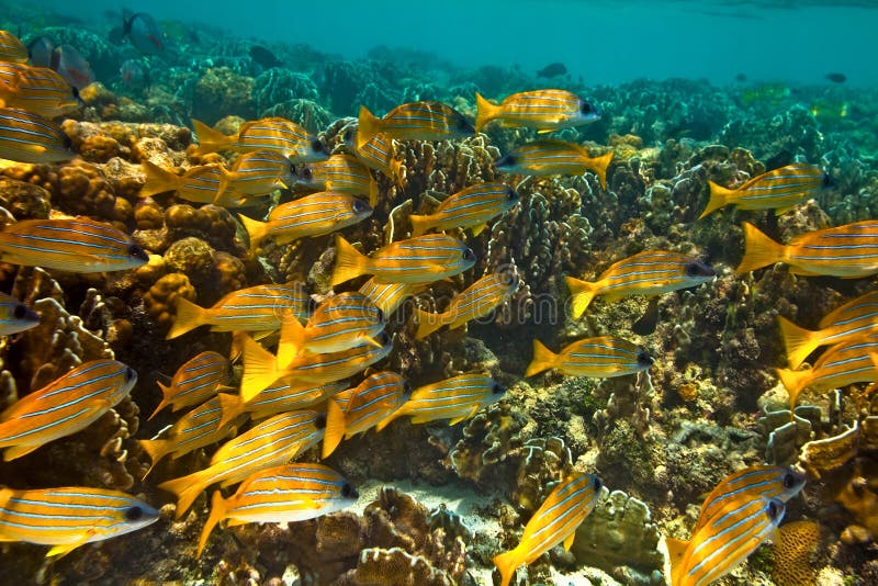 Big school of fish stock photo. Image of full, fishing - 23810800